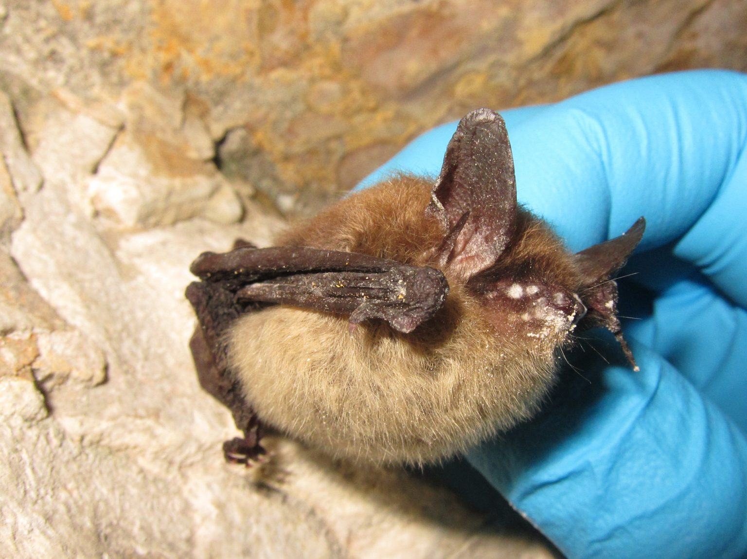 Northern long-eared bats, Indiana bats, and Gray bats: Threatened and ...